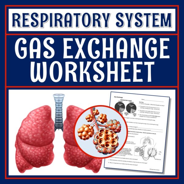 Gas Exchange in the Alveoli Respiratory System Worksheet - Flying ...