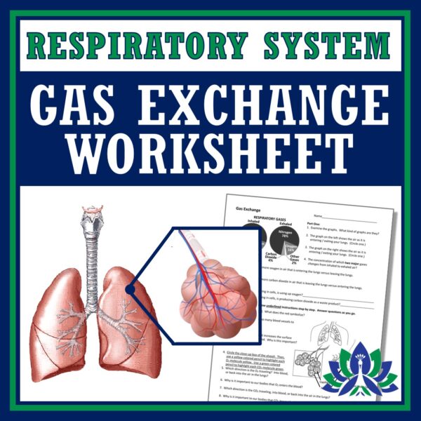 Gas Exchange in the Alveoli Respiratory System Worksheet - Flying ...