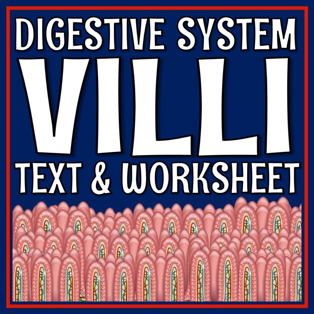 Digestive System Villi Reading and Worksheet - Flying Colors Science