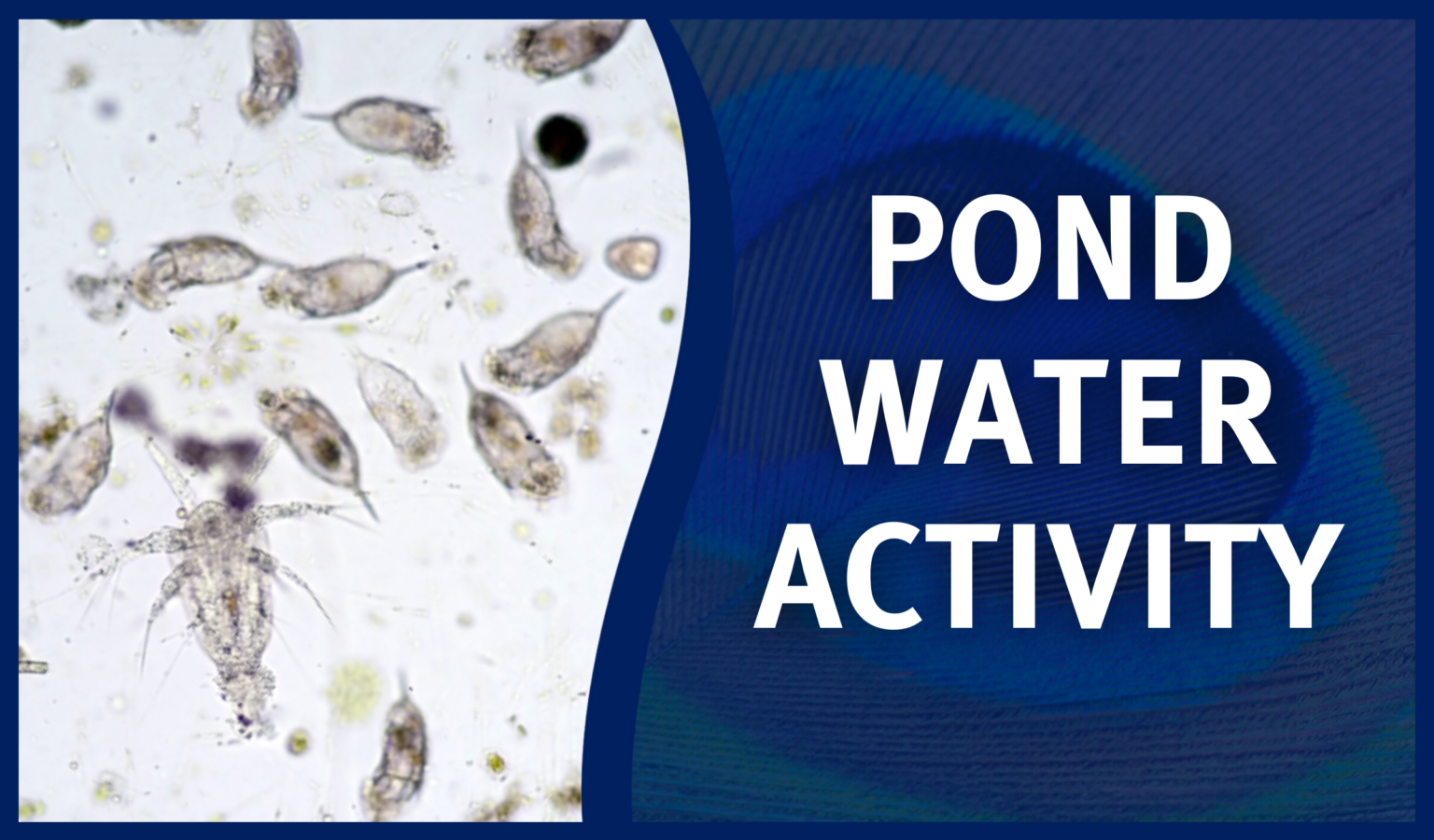 Pond Water Activity - Flying Colors Science