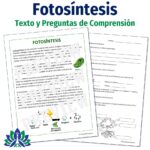 Photosynthesis and Respiration Reading IN SPANISH - Flying Colors Science
