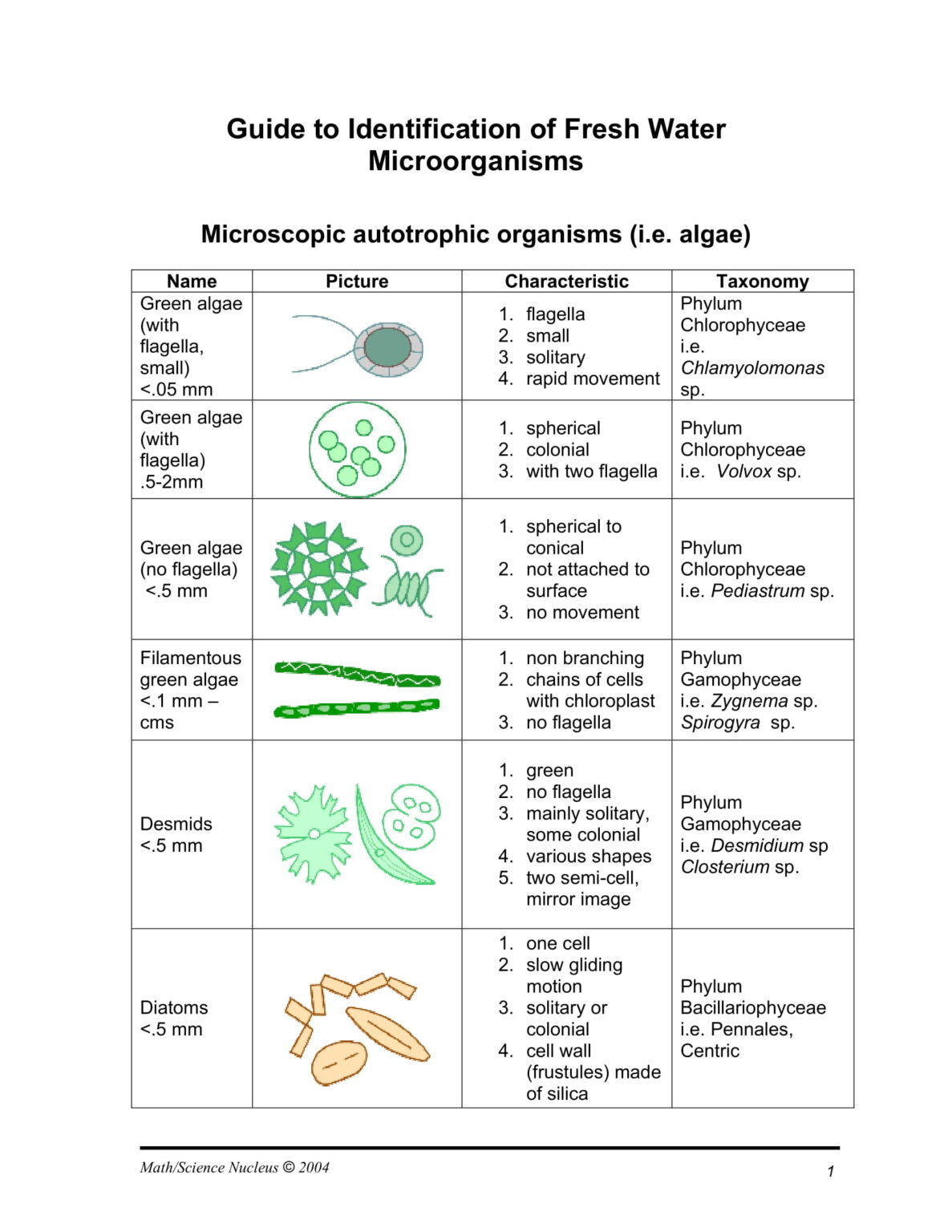 Pond Water Activity - Flying Colors Science