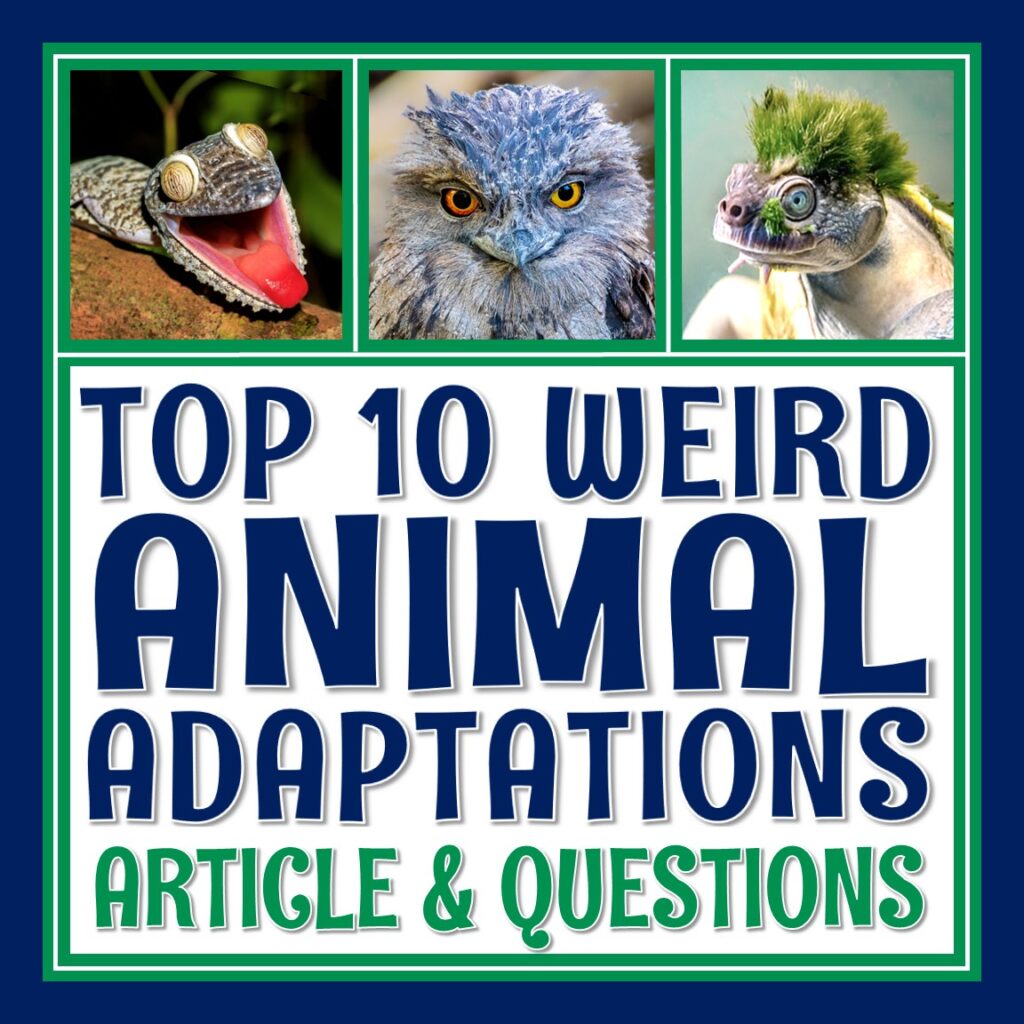 10 Weirdest Animal Adaptations Article and Questions - Flying Colors ...