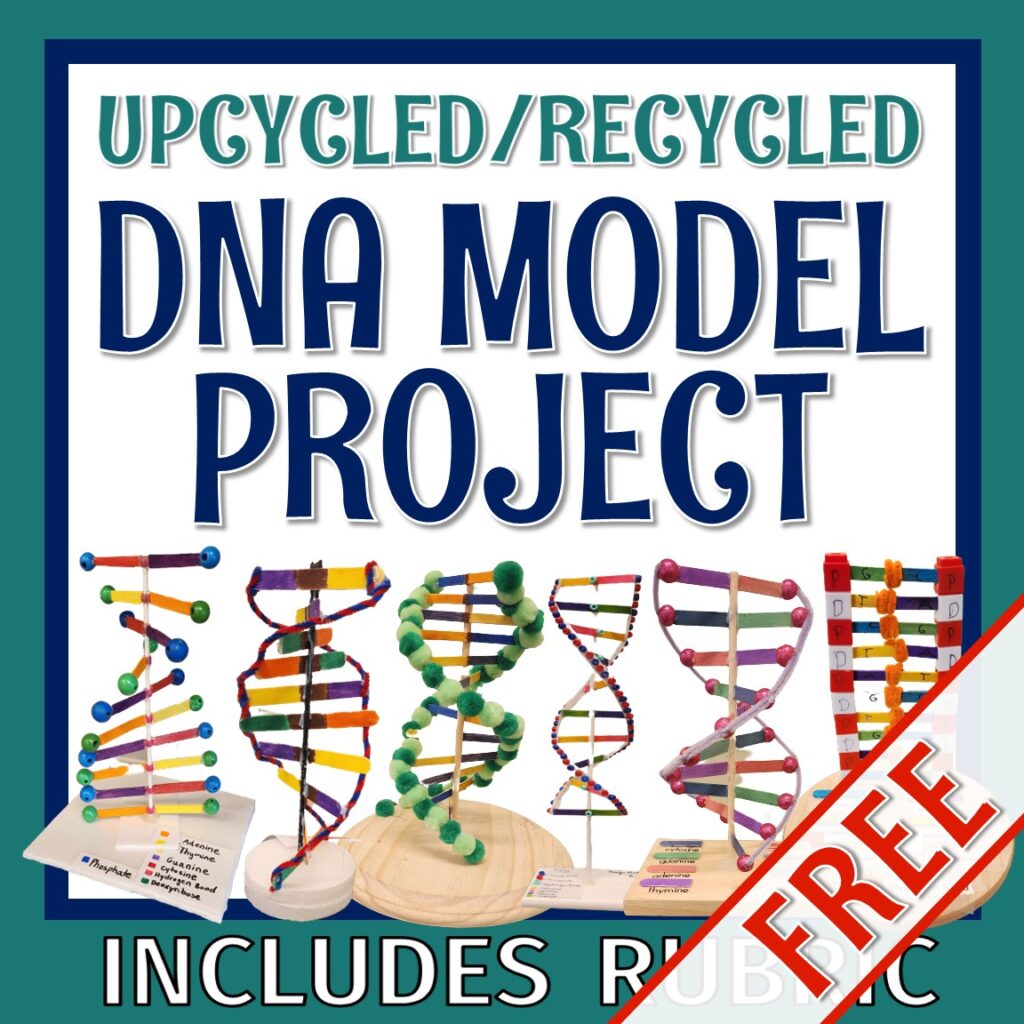 DNA Model Project - Flying Colors Science