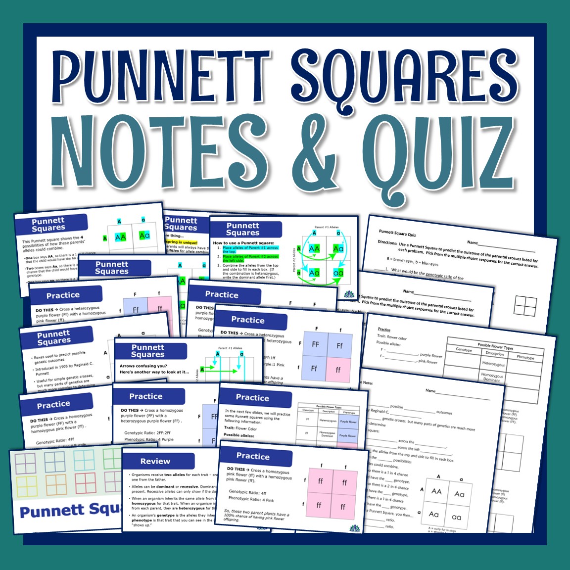 Punnett Squares Notes and Quiz - Flying Colors Science