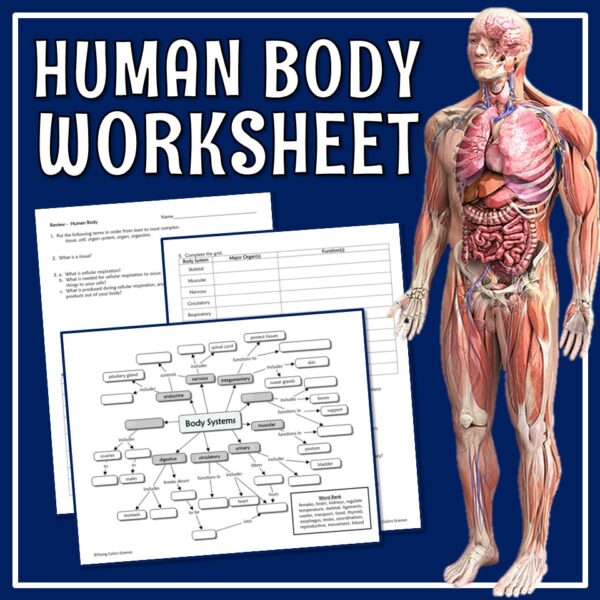 Human Body Organ Systems Worksheet - Flying Colors Science