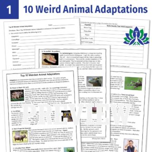 Science Sub Plans for Middle and High School MEGA BUNDLE - Flying ...