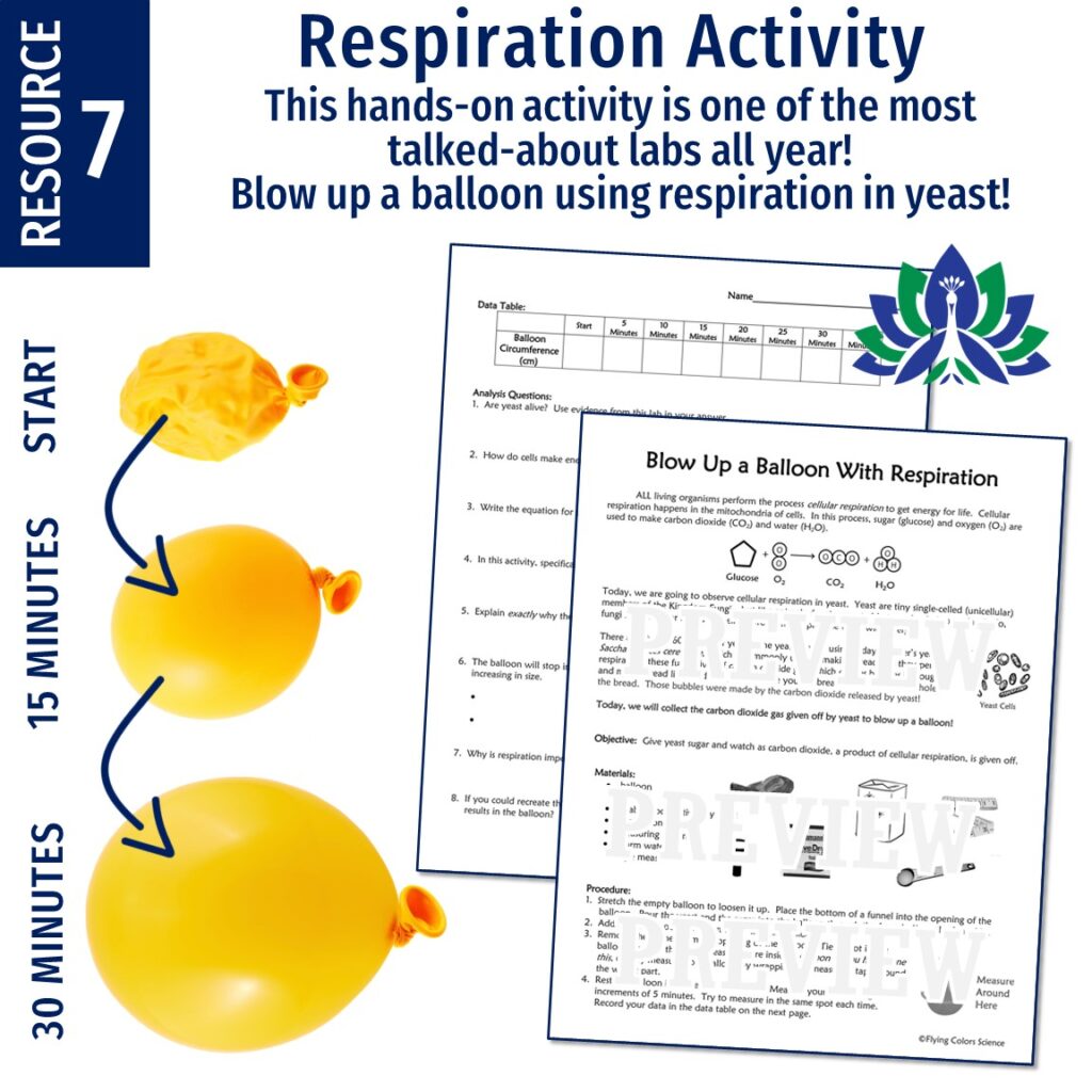Cell Energy Unit: Photosynthesis and Cellular Respiration Activities ...