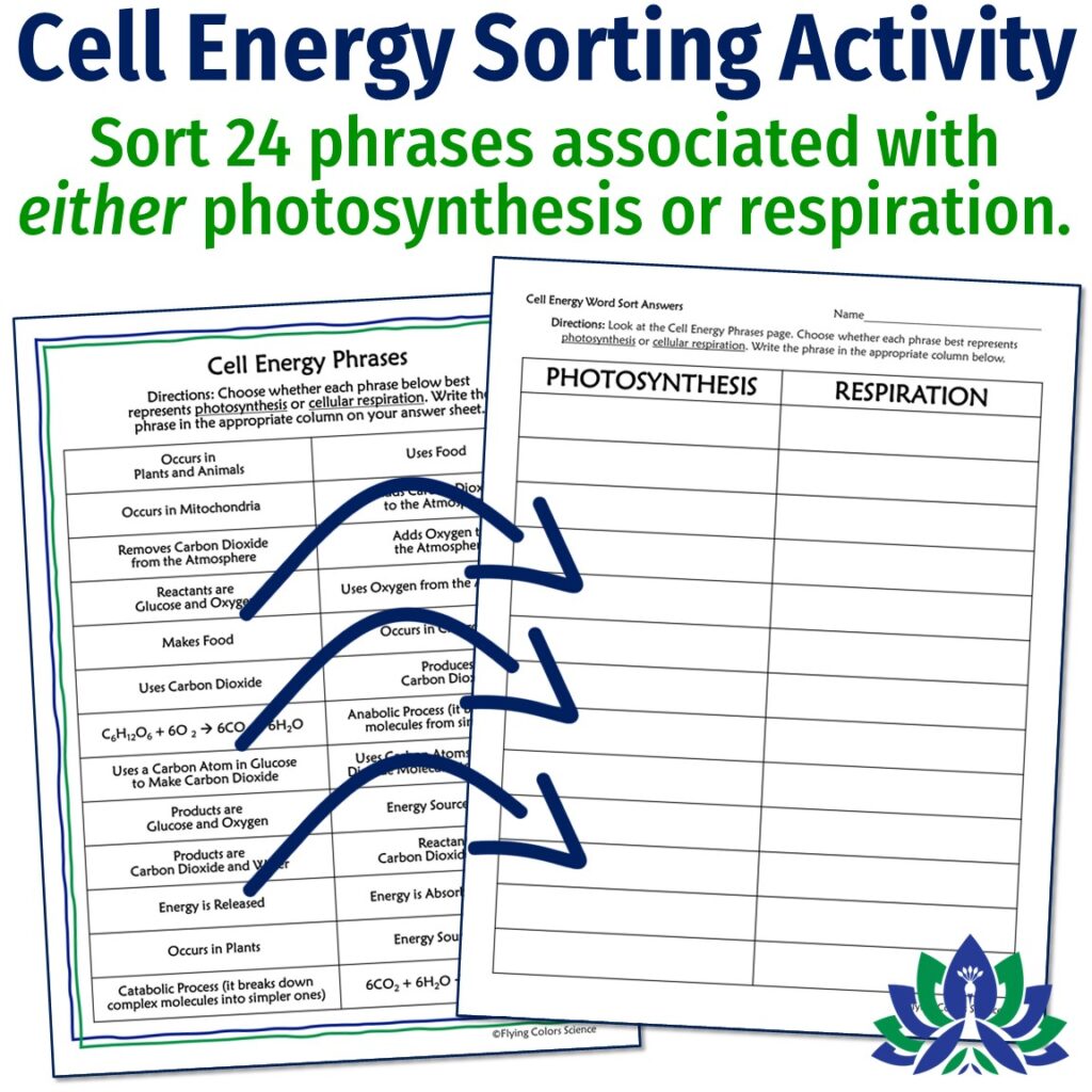 Photosynthesis and Cellular Respiration Activity: Sorting - Flying ...