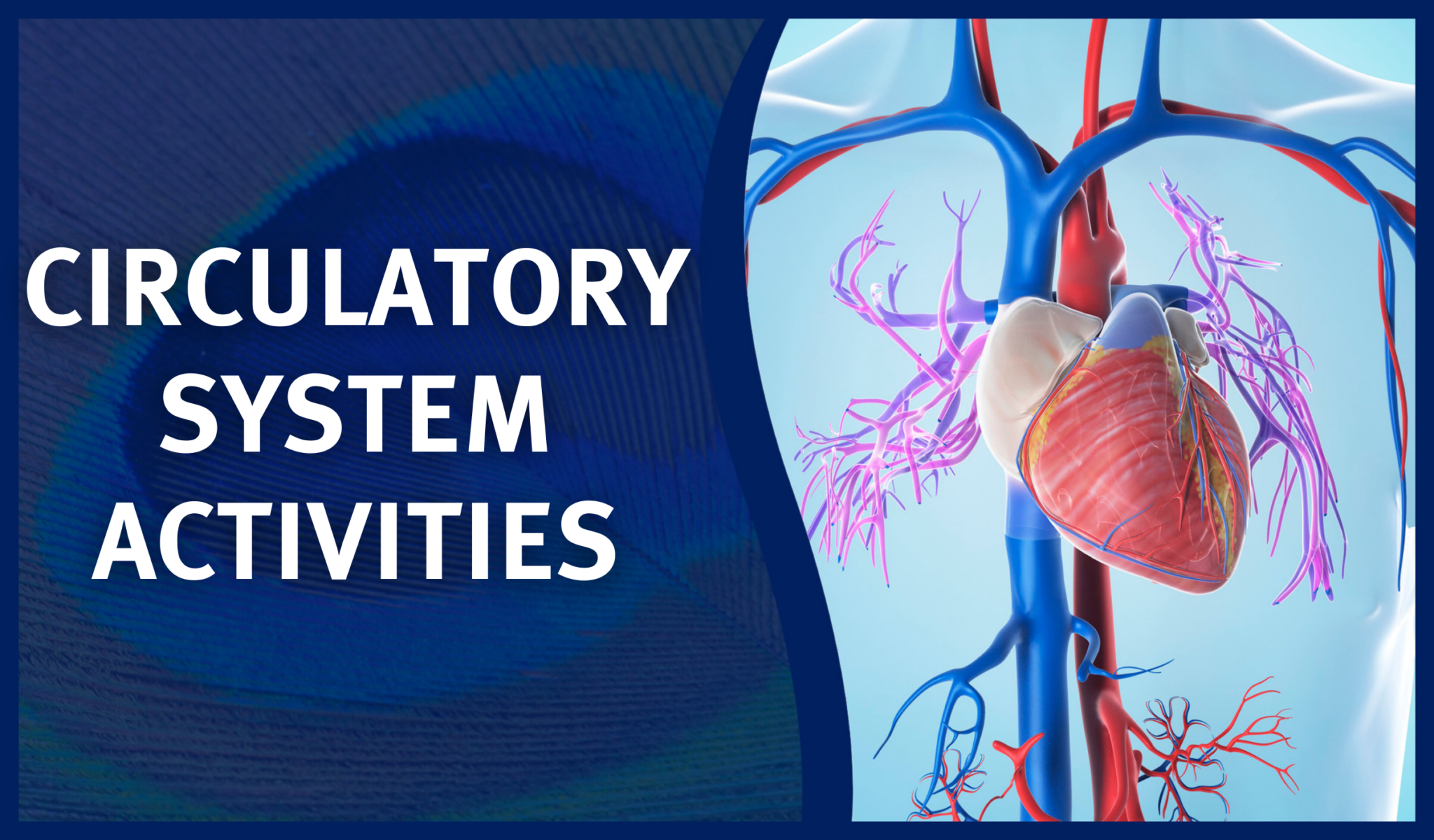Circulatory System Activities - Flying Colors Science