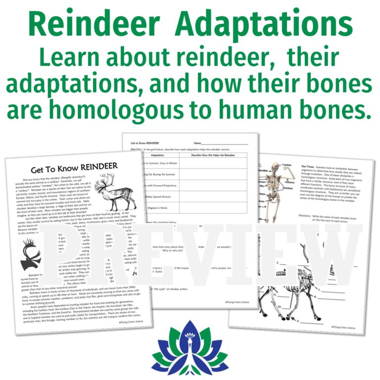 Christmas Science Activities BIG BUNDLE - Flying Colors Science