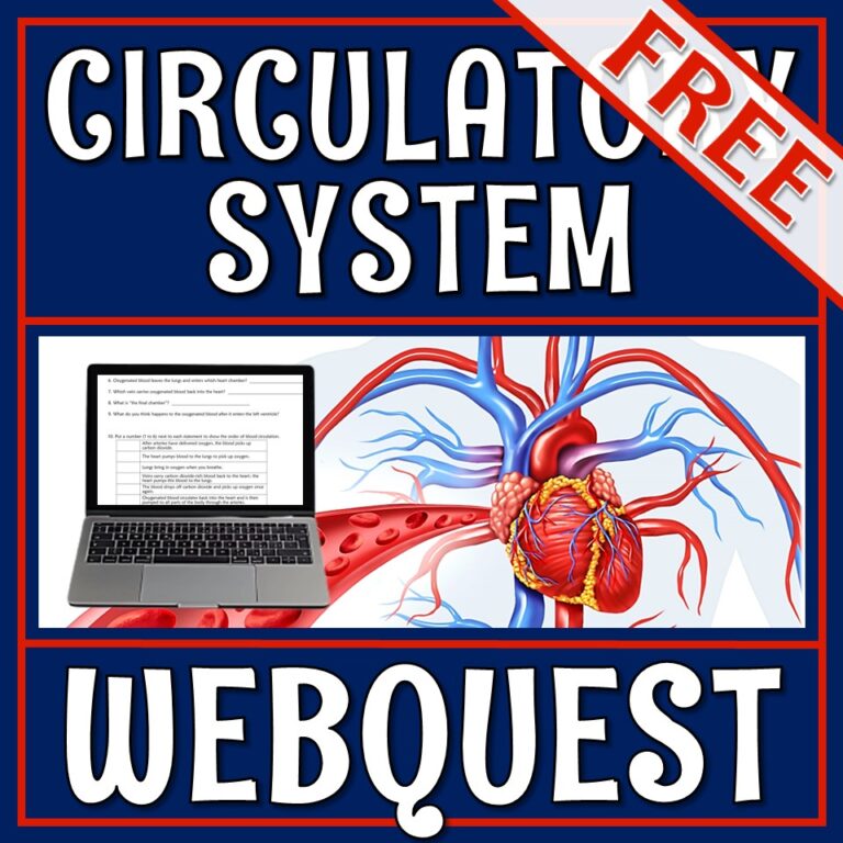 Circulatory System WebQuest - Flying Colors Science