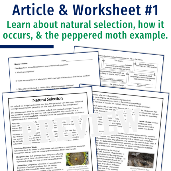 Natural Selection Reading and Worksheet - Flying Colors Science