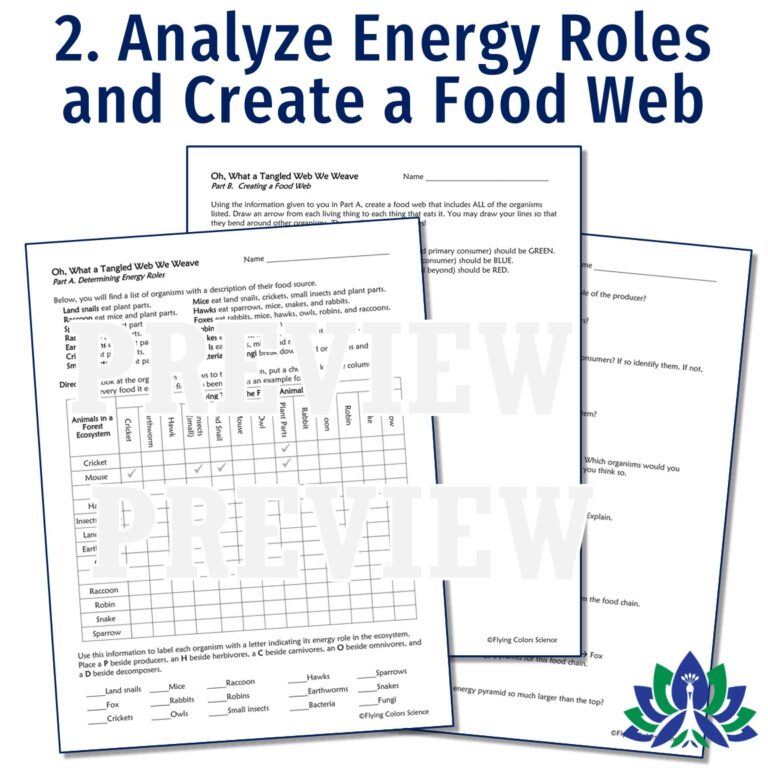 Energy Flow In Ecosystems Worksheet Set - Flying Colors Science