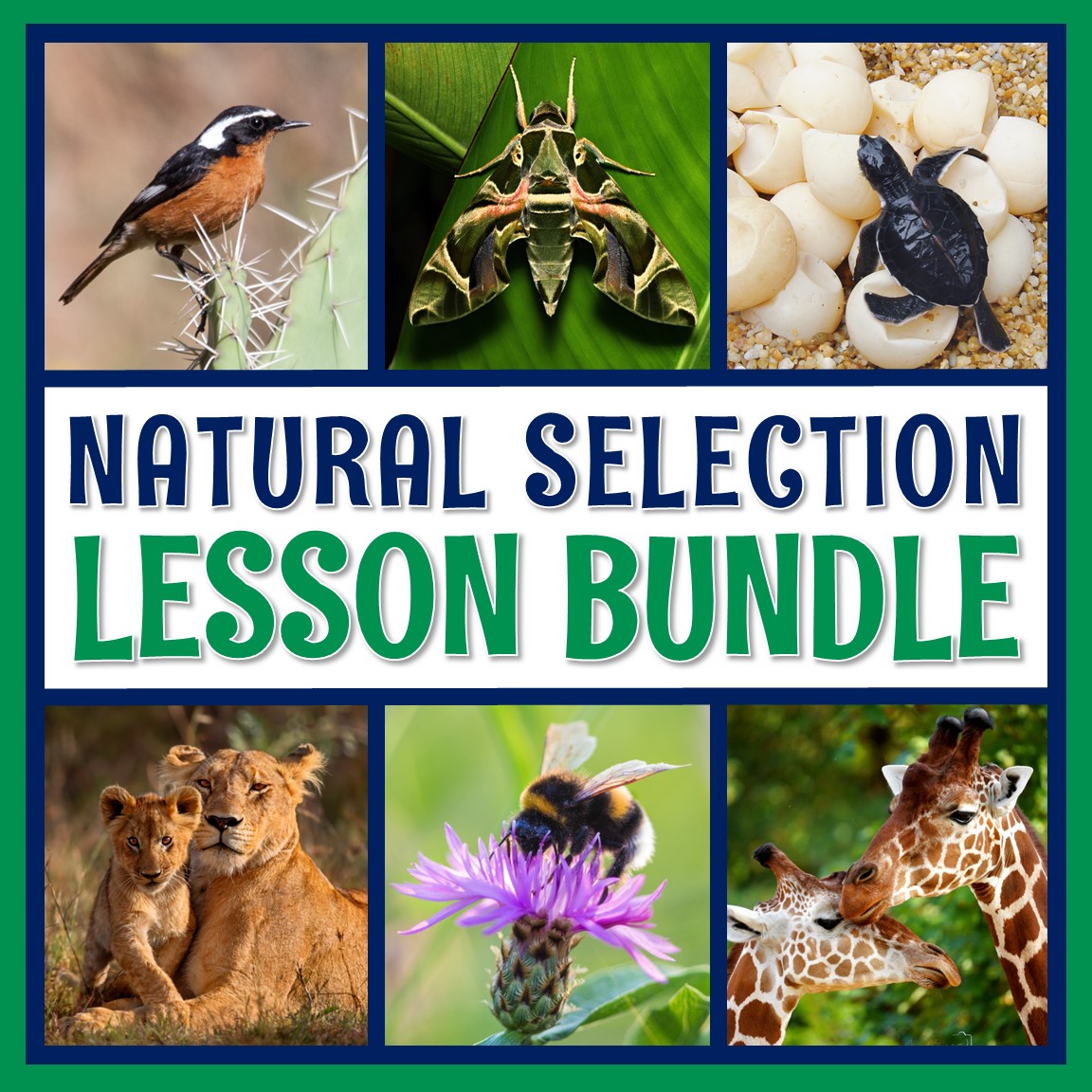 Natural Selection Activities Bundle - Flying Colors Science
