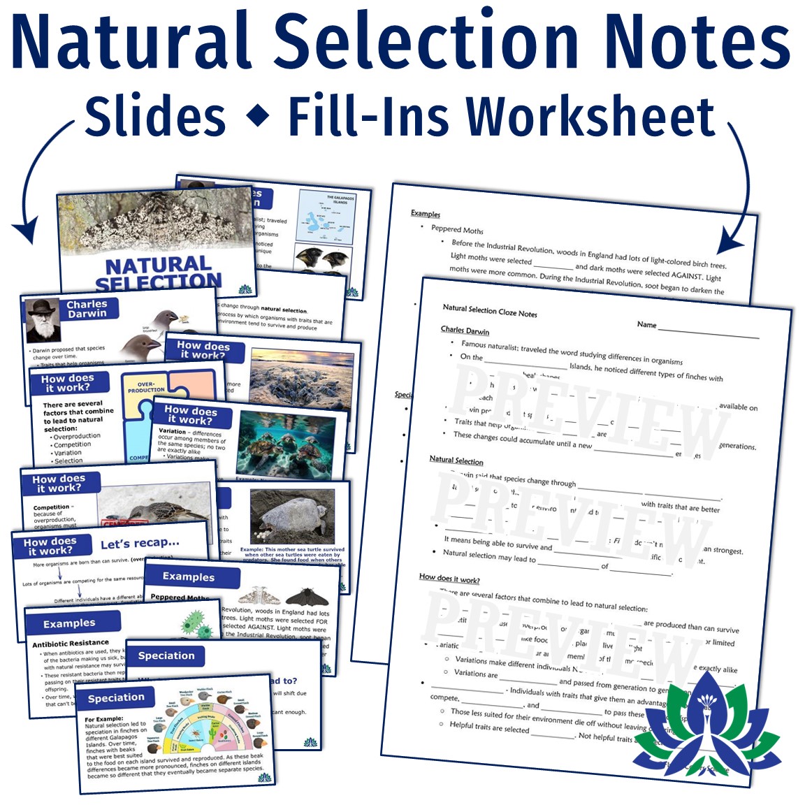 Natural Selection Activities Bundle - Flying Colors Science