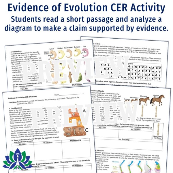 Set of 3 Evolution CER Activities - Flying Colors Science
