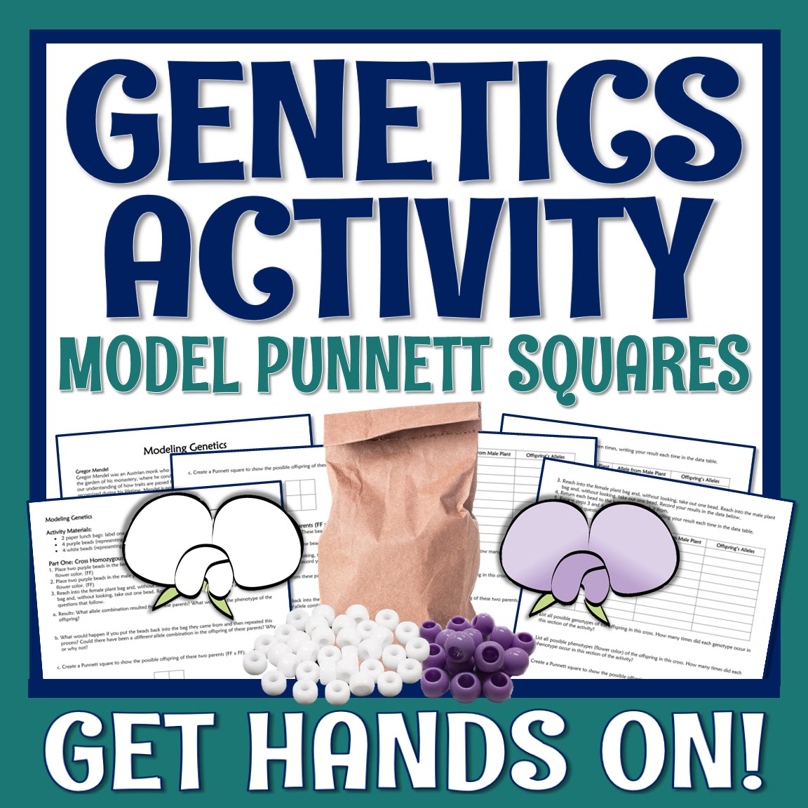 Hands-On Modeling Punnett Squares Activity - Flying Colors Science