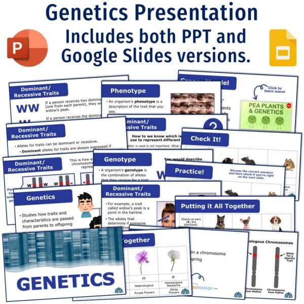Middle School Genetics Notes - Flying Colors Science