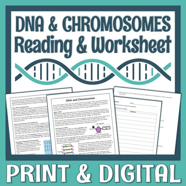 DNA and Chromosomes Reading & Worksheet - Flying Colors Science