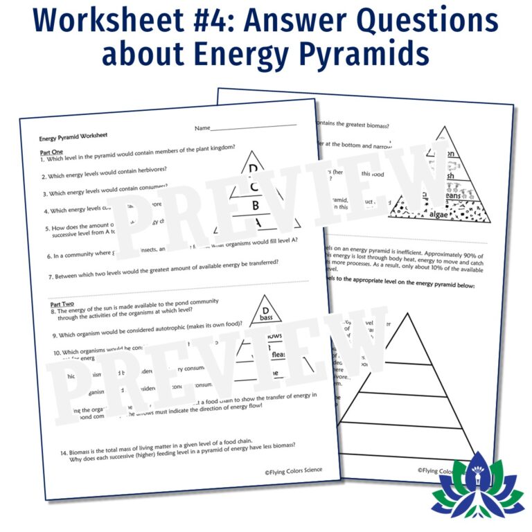 Energy Flow in Ecosystems Activity Bundle - Flying Colors Science