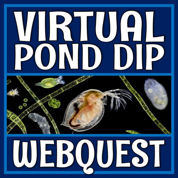 Pond Water Activity - Flying Colors Science