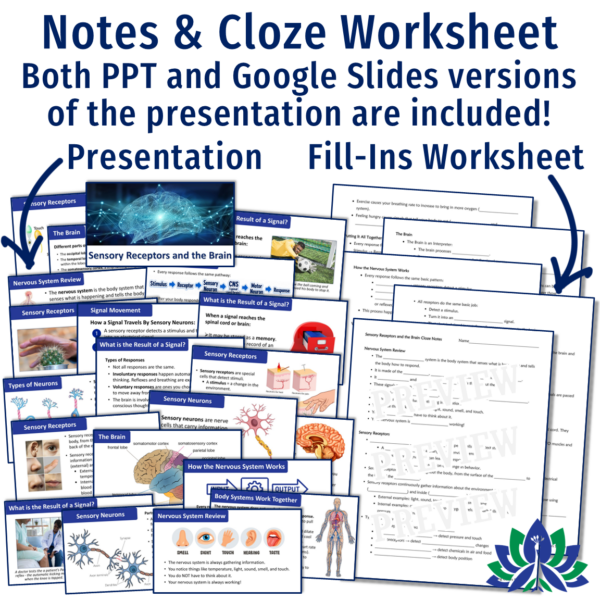 Sensory Receptors and the Brain Notes and Quiz - Flying Colors Science