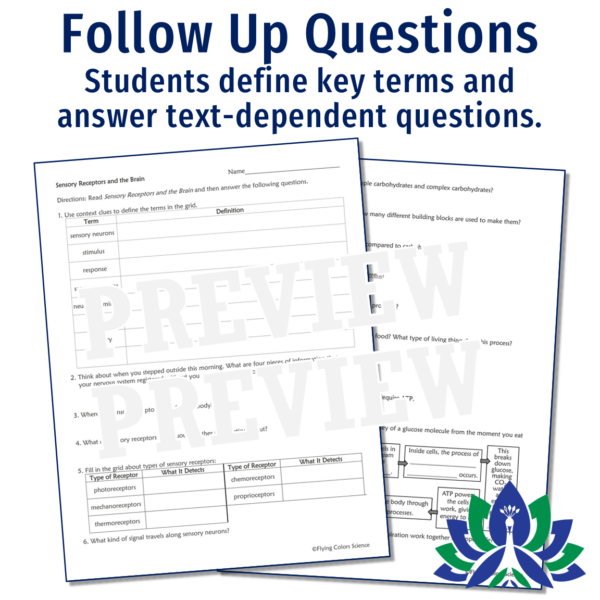 Sensory Receptors to the Brain Reading & Worksheet - Flying Colors Science